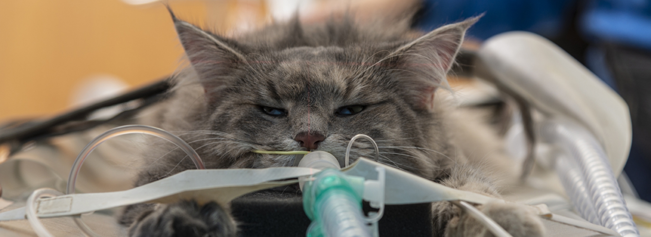 Linfoma nel gatto: affrontiamo insieme il linfoma felino | Jesivet Linfoma nel gatto: affrontiamo insieme il linfoma felino | Jesivet